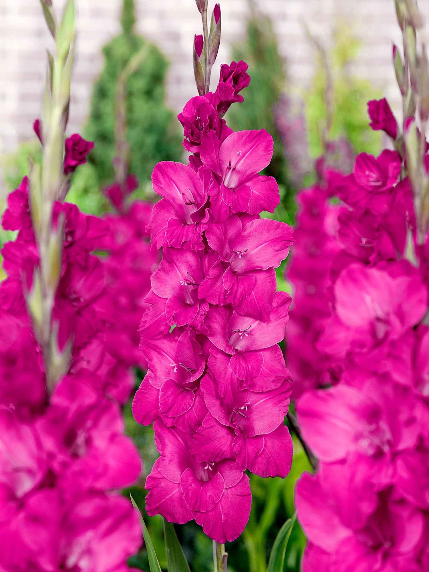 Gladiolus Bulbs | L.M. Bolle & Sons Inc.
