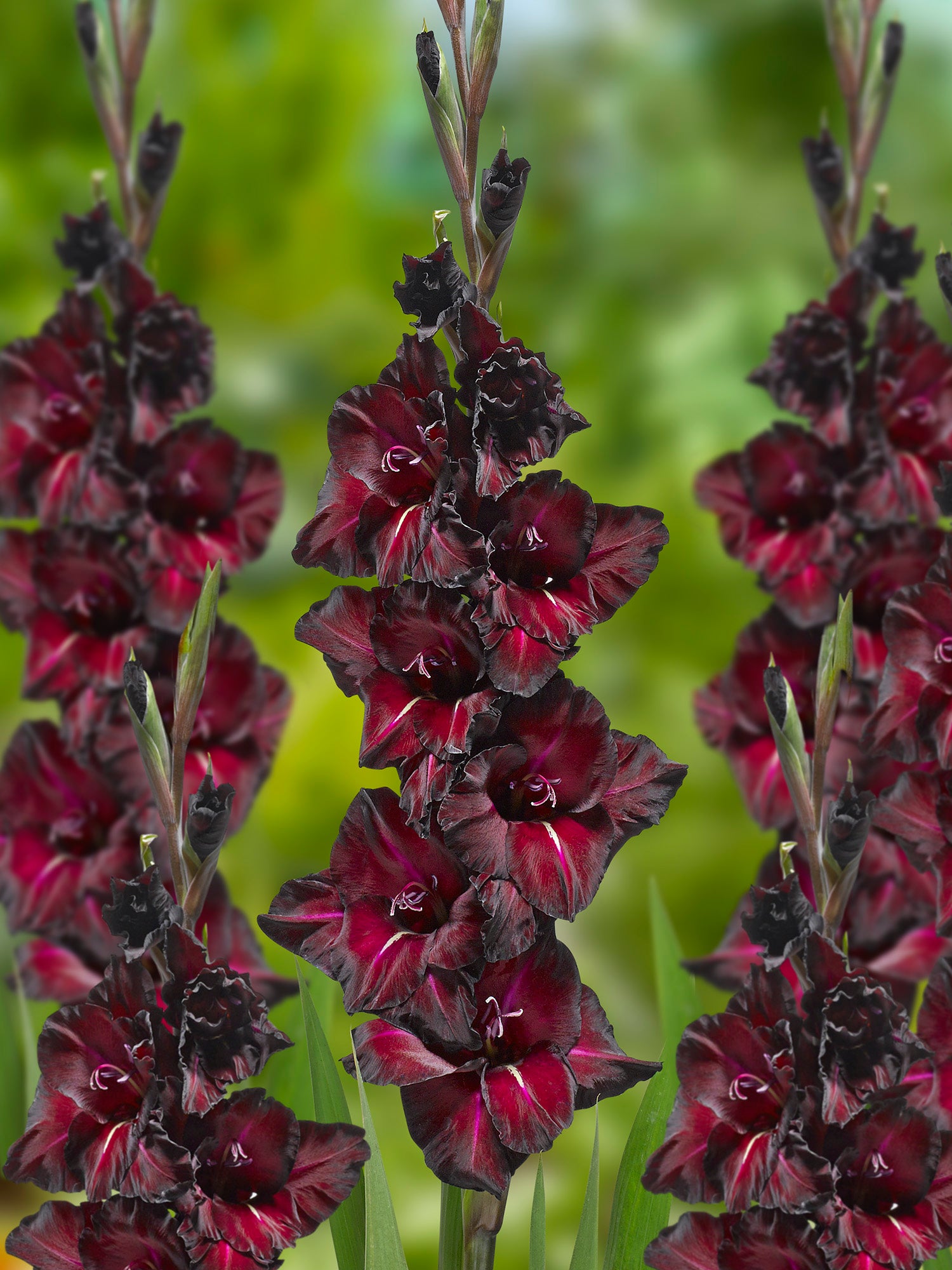 Gladiolus Bulbs | L.M. Bolle & Sons Inc.