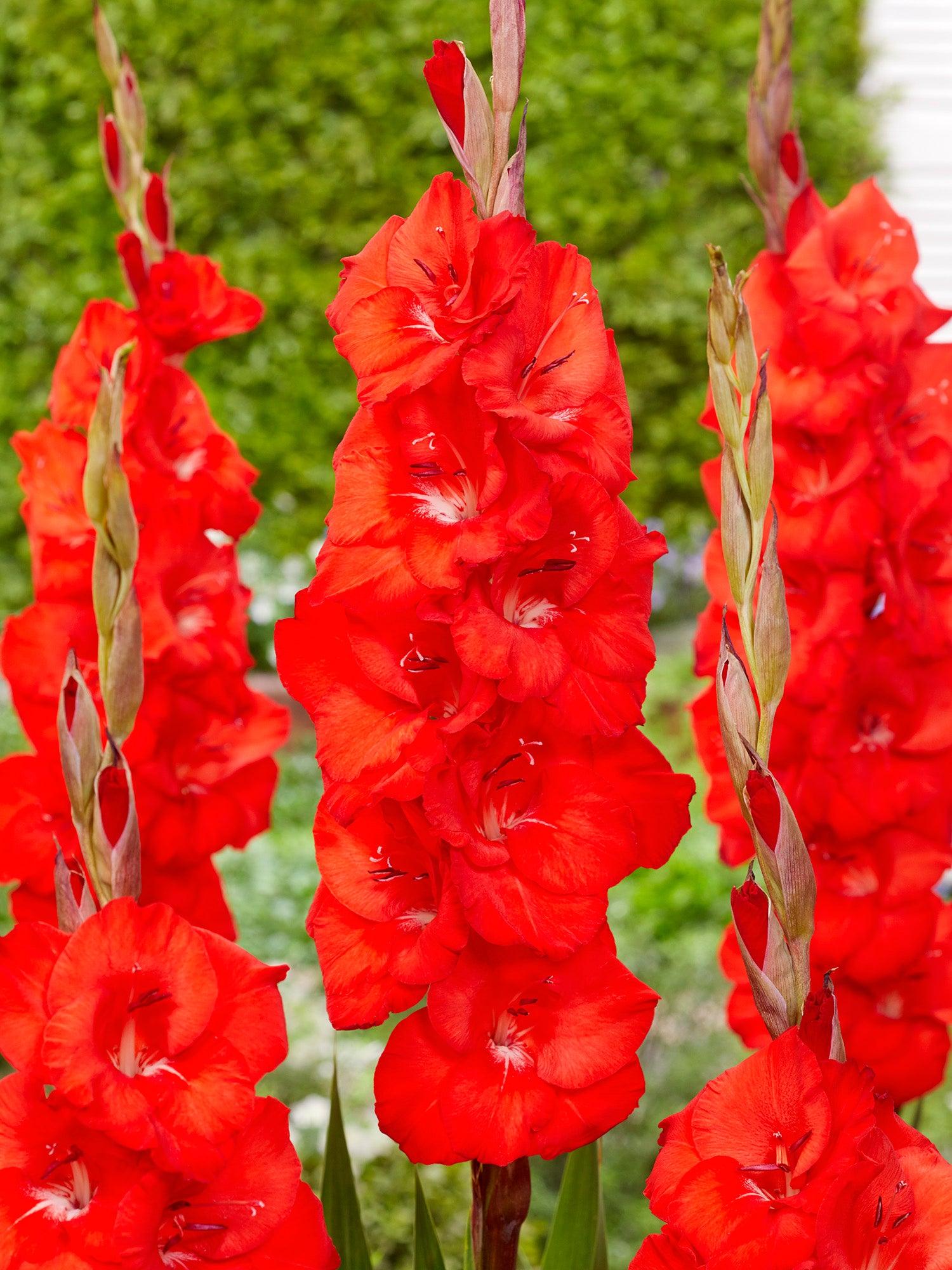Gladiolus Bulbs | L.M. Bolle & Sons Inc.
