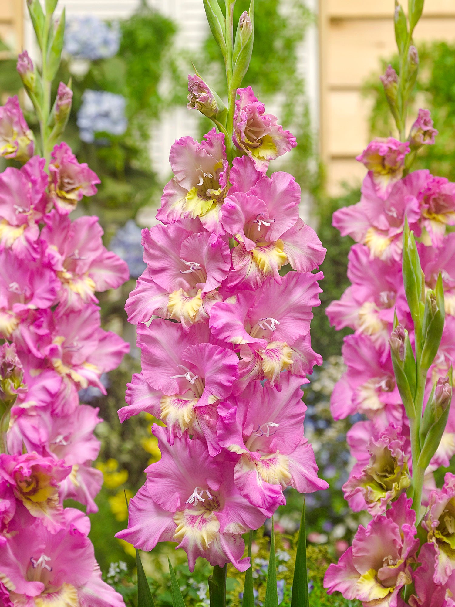 Gladiolus Bulbs | L.M. Bolle & Sons Inc.