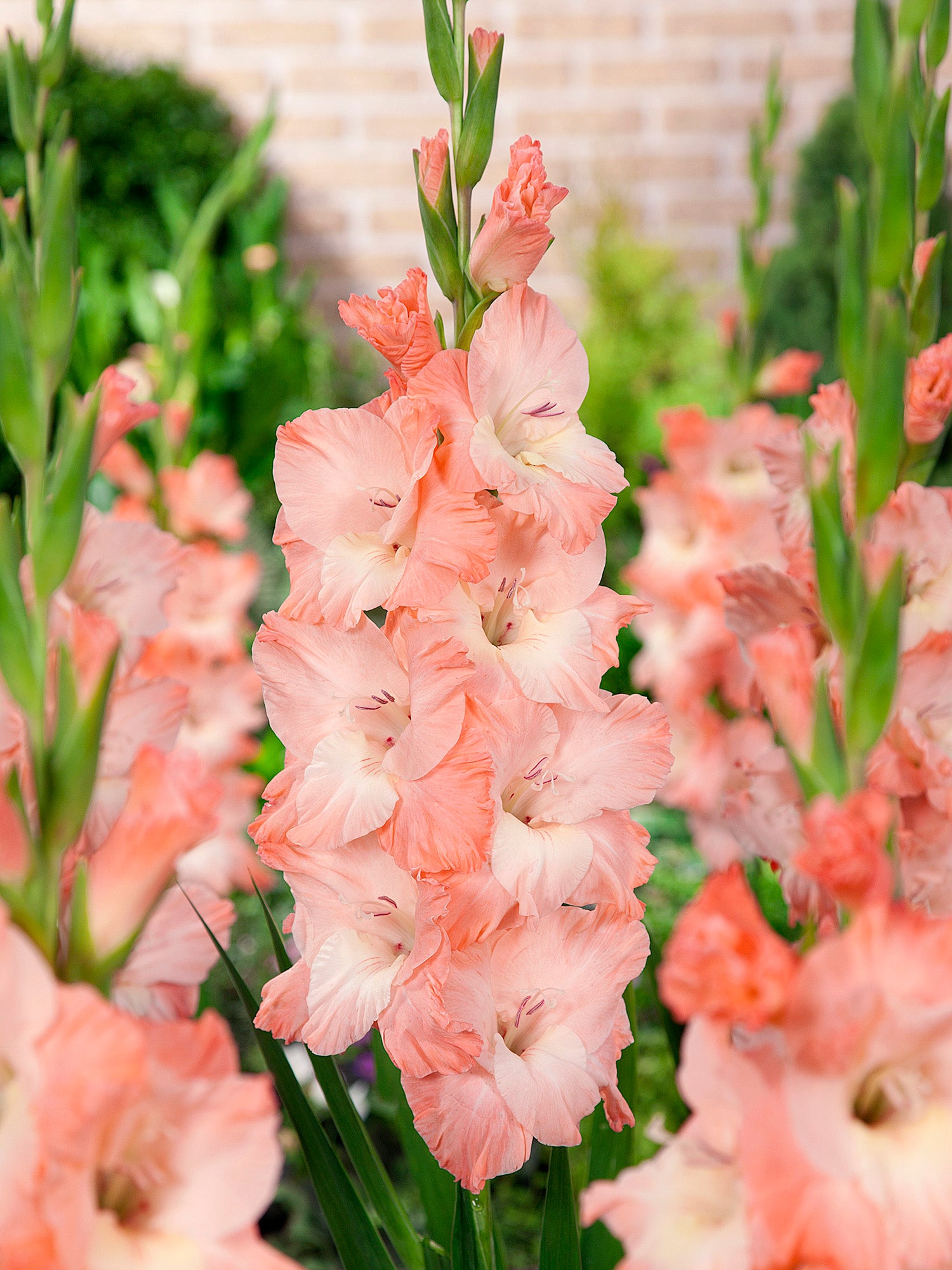 Gladiolus Bulbs | L.M. Bolle & Sons Inc.
