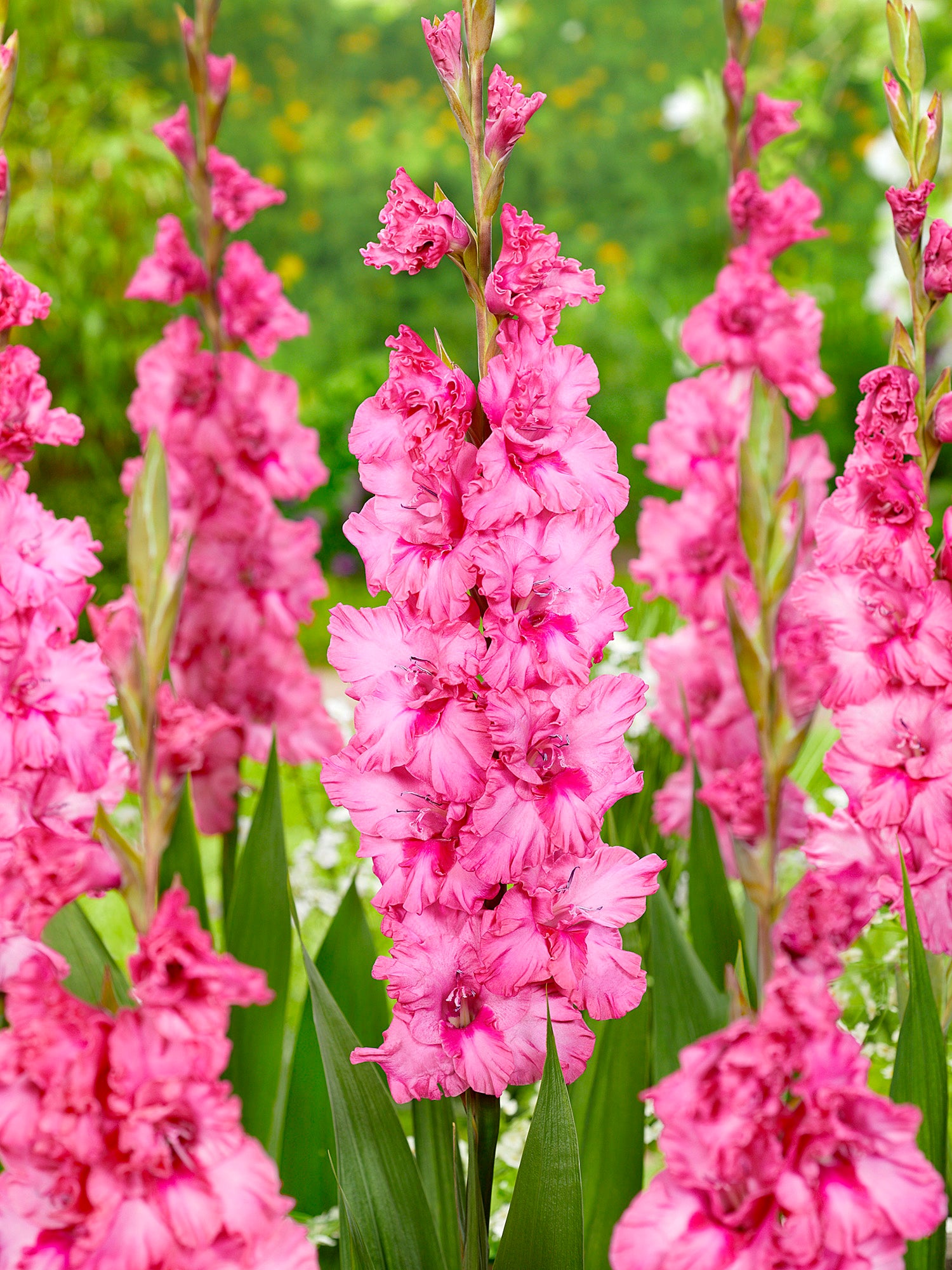 Gladiolus Bulbs | L.M. Bolle & Sons Inc.