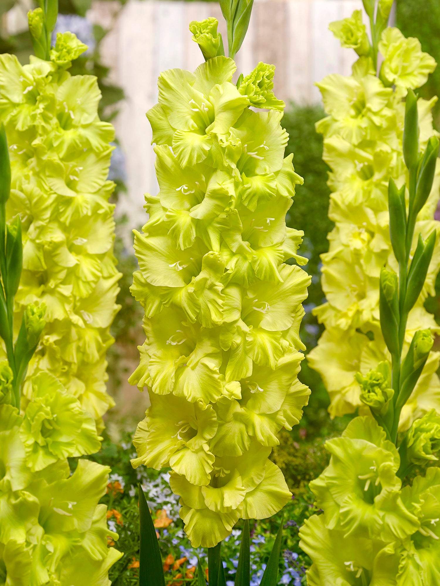Gladiolus Bulbs | L.M. Bolle & Sons Inc.