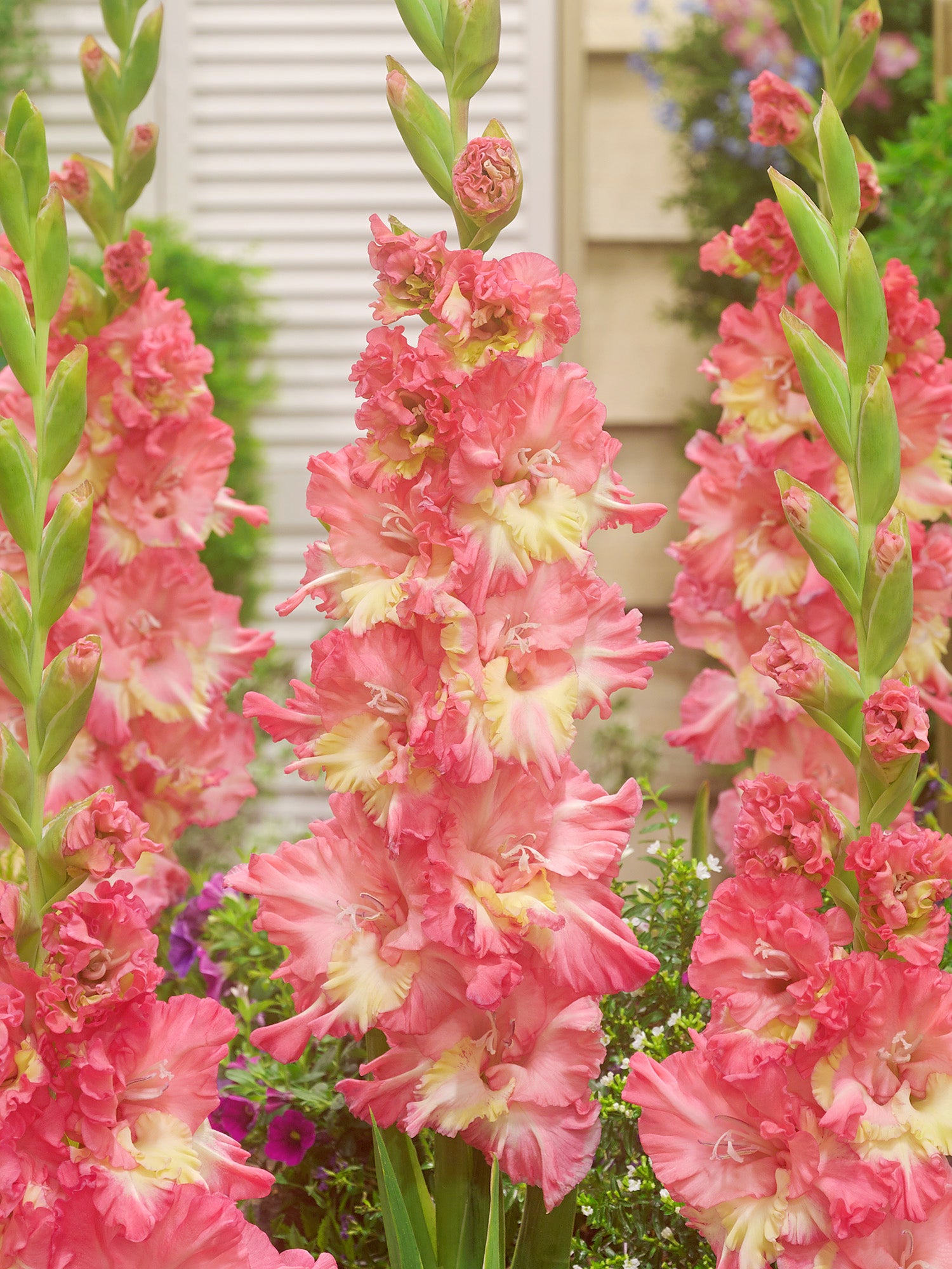 Gladiolus Bulbs | L.M. Bolle & Sons Inc.