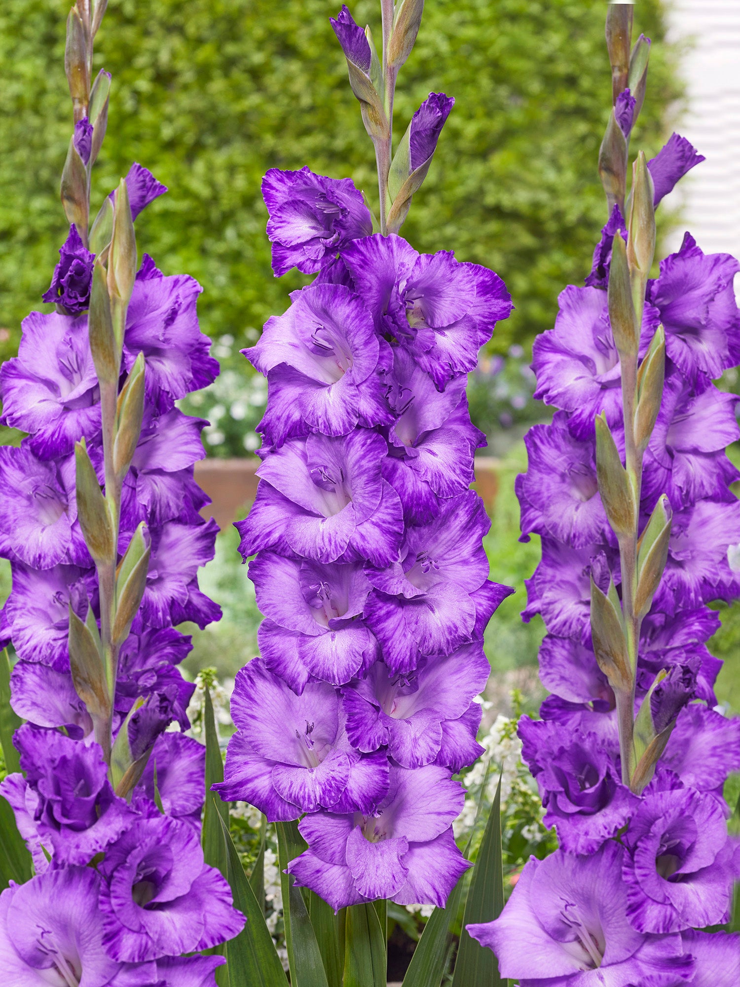 Gladiolus Bulbs | L.M. Bolle & Sons Inc.