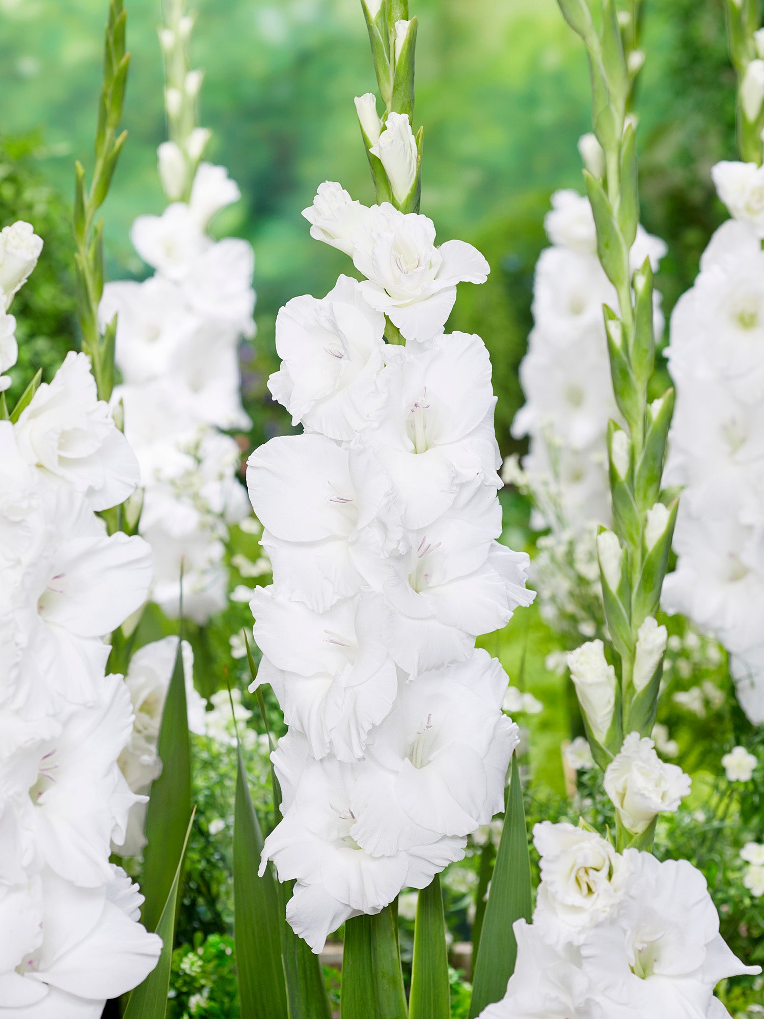 Gladiolus Bulbs | L.M. Bolle & Sons Inc.