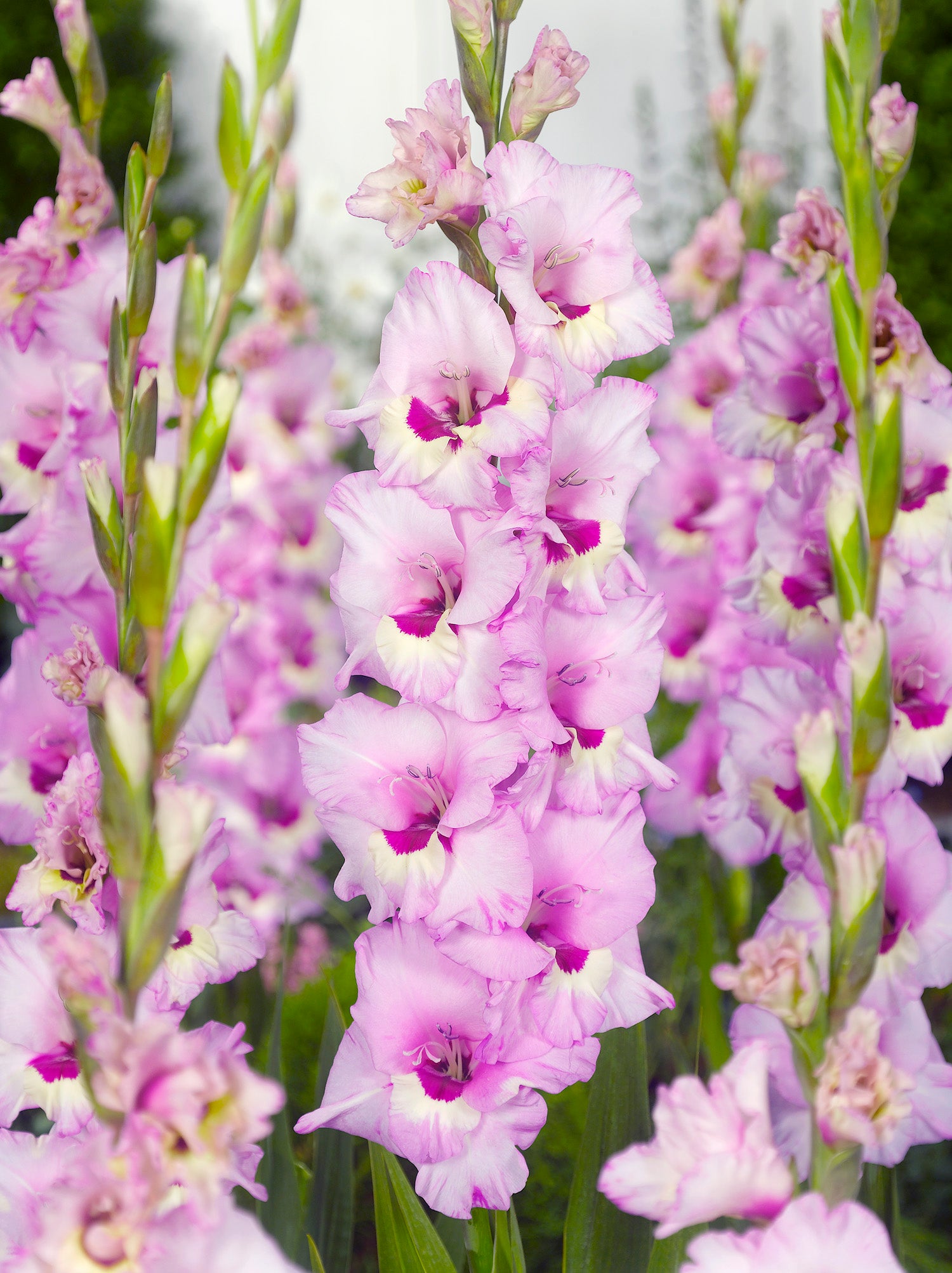 Gladiolus Bulbs | L.M. Bolle & Sons Inc.