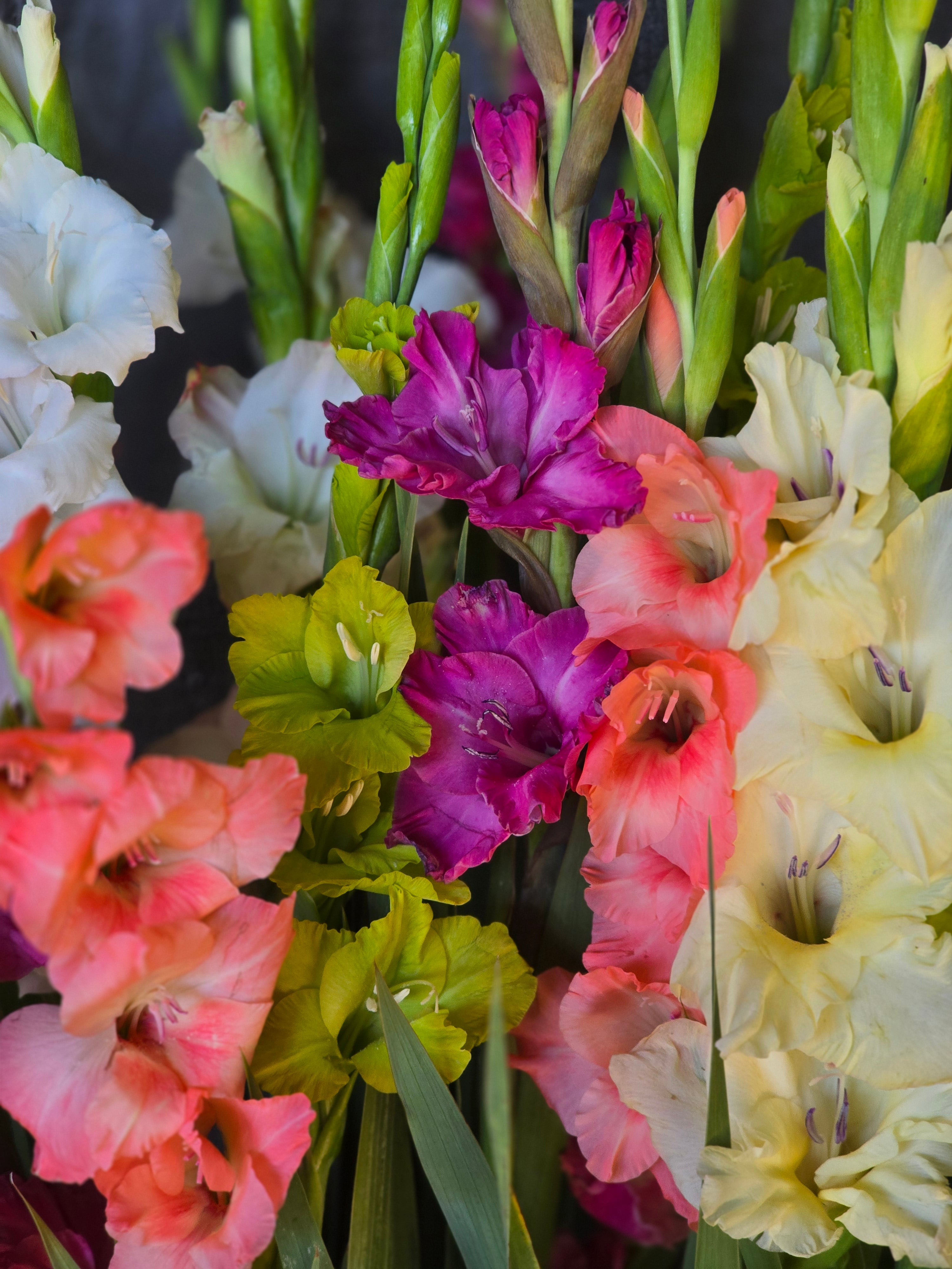 Gladiolus Bulbs | L.M. Bolle & Sons Inc.